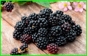 Os 7 Benefícios da Amora Para Saúde! - Dicas de Saúde