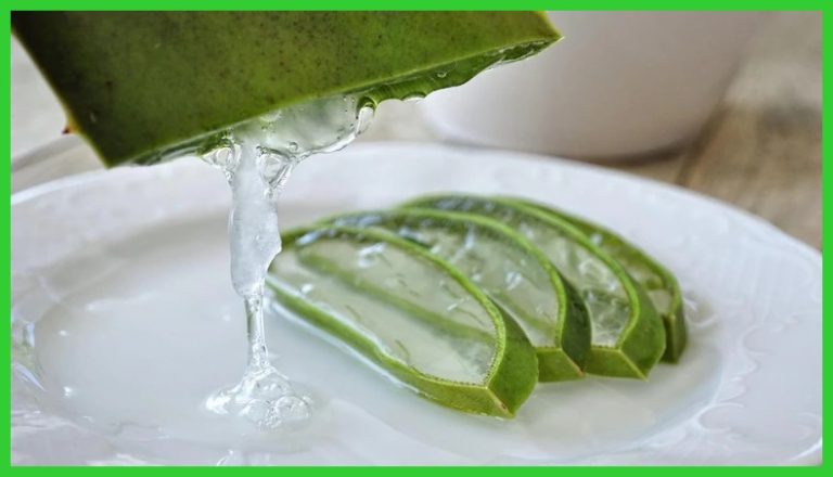 9 Benefícios da babosa para saúde - Dicas de Saúde