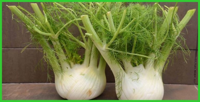 12 Benefícios da erva doce para saúde - Dicas de Saúde