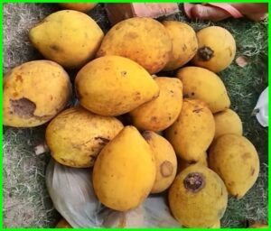 Os 10 Benefícios do Bacuri Para Saúde