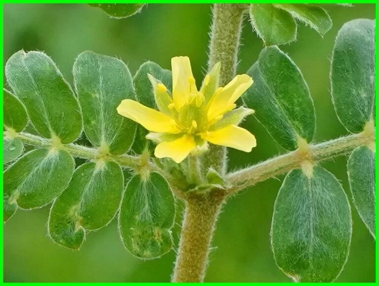 10 Benefícios do Tribulus Terrestris Para Saúde